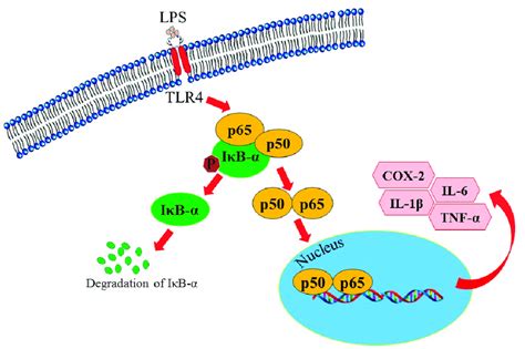 Tlr4 Mediated Nf κb Signaling Pathway Download Scientific Diagram