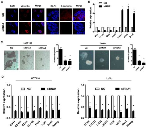 Long Non Coding Rna Hoxd As1 Promotes Tumor Progression And Predicts