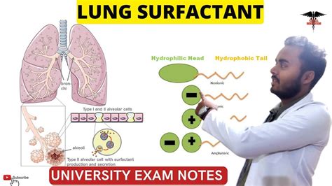 Lung Surfactant Pulmonary Surfactant Respiratory System Physiology