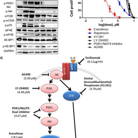 Il 6 Signal Pathway In Pbl 1 A Western Blot Analysis Of Il 6