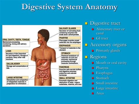 Anatomy Of Digestive System Ppt