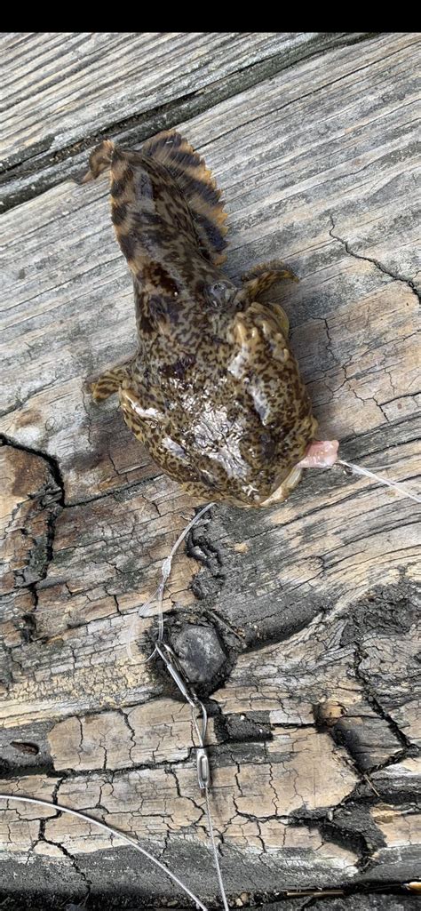 Caught On Virginia Beach Pier R Whatisthisthing