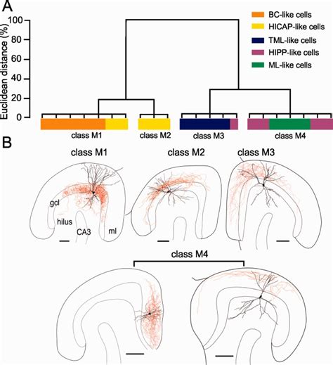 Cluster Analysis Of Morphological Properties Revealed Four Distinct