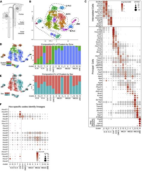 Single Cell Profiling Reveals Sex Lineage And Regional Diversity In