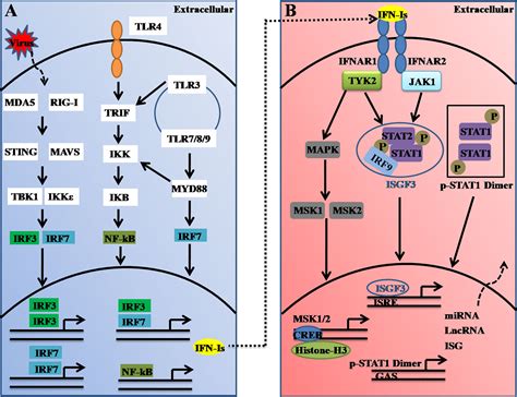 Frontiers An Integrated View Of Deubiquitinating Enzymes Involved In