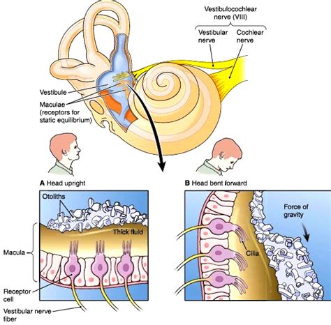 the ear the outer ear the middle ear and ossicles the inner ear