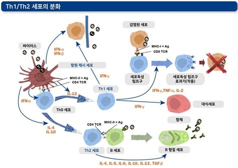 [prrs의 모든 지식 6 ] Prrs 바이러스에 의한 면역 반응 억제