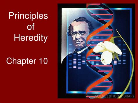 Ppt Principles Of Heredity Powerpoint Presentation Free Download