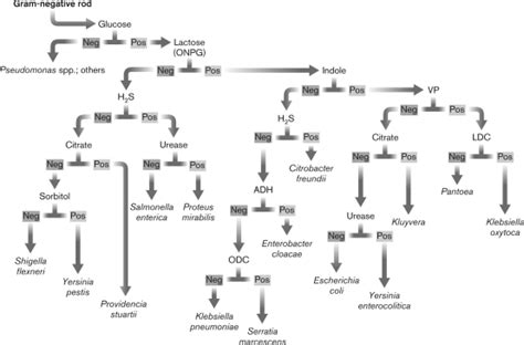 The Diagram Shown Below Shows Information Relative To Gram Negative