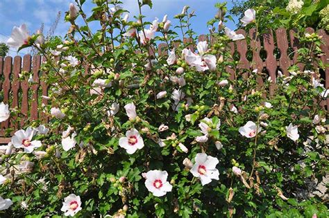 How To Grow And Care For Rose Of Sharon Gardeners Path