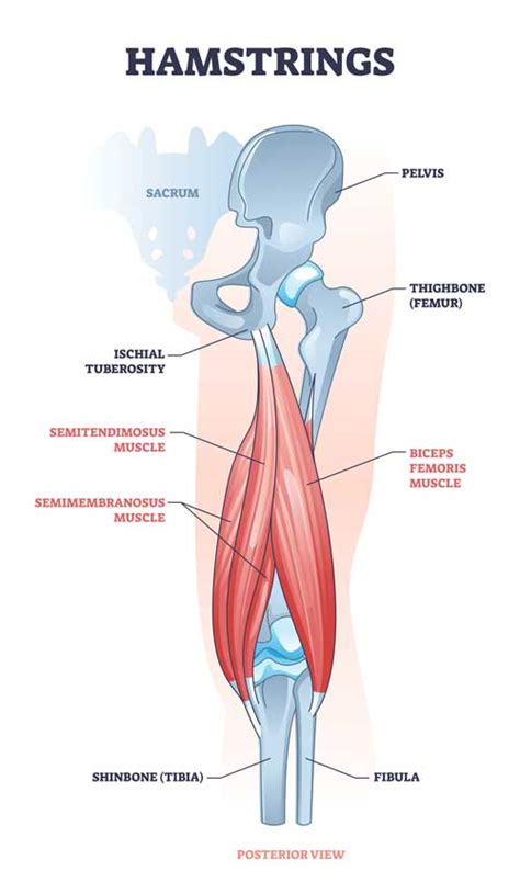 The Ultimate Cheatsheet To The Best Bodyweight Hamstring Exercises Yuri