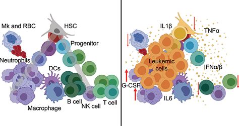 Frontiers Inflammatory Cytokines Shape An Altered Immune Response