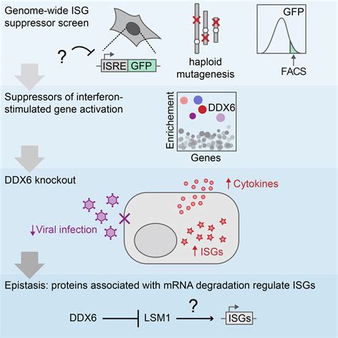 Ddx6 Represses Aberrant Activation Of Interferon Stimulated Genes Cell