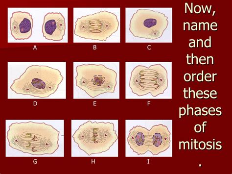Mitosis Definition Stages Diagram Facts Britannica