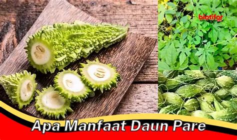 Temukan Manfaat Daun Pare Yang Jarang Diketahui Biotifor