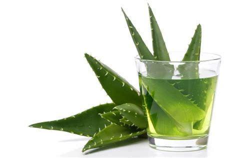 10 Khasiat Dan Manfaat Lidah Buaya Untuk Kesehatan Super You