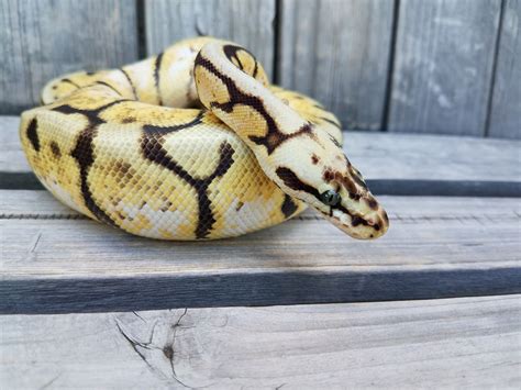 bumblebee ball python