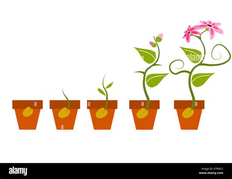 Fases Del Crecimiento De Una Flor Fotografía De Stock Alamy