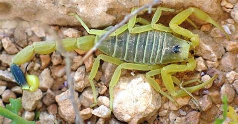 世界で最も危険な恐ろしい虫6選…遭遇したらすぐに逃げて！ バズニュース速報