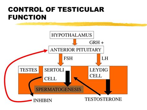 Ppt The Reproductive System Powerpoint Presentation Free Download