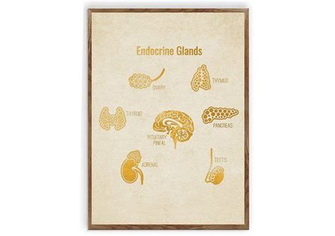Endocrine System Anatomy Art Poster Medical Art Endocrine Etsy