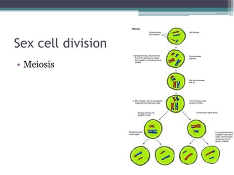 Ppt How Are Genes Passed Down Powerpoint Presentation Free Download
