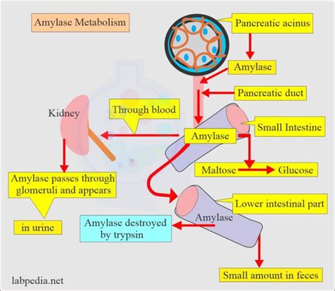 Pancreatic Functions And Acute Pancreatitis Labpedia