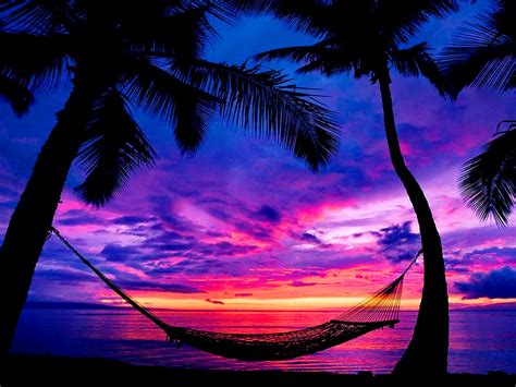 Tropical Beach Hammock Wallpaper Background Hd Wallpa