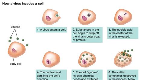 Virus The Cycle Of Infection Britannica