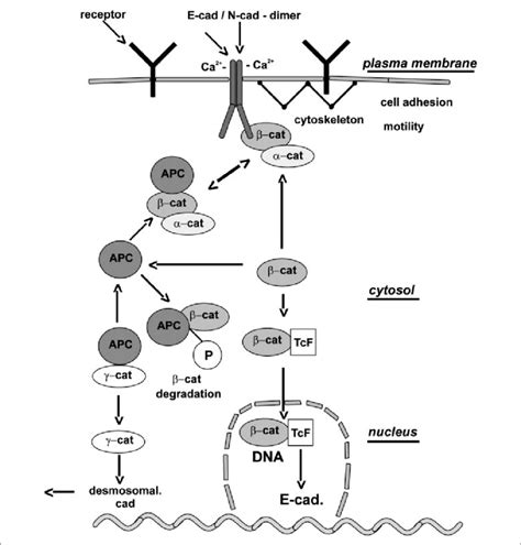 Relationships Between The Interaction Of β Catenin With Different