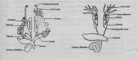 Frog Reproductive System Diagram