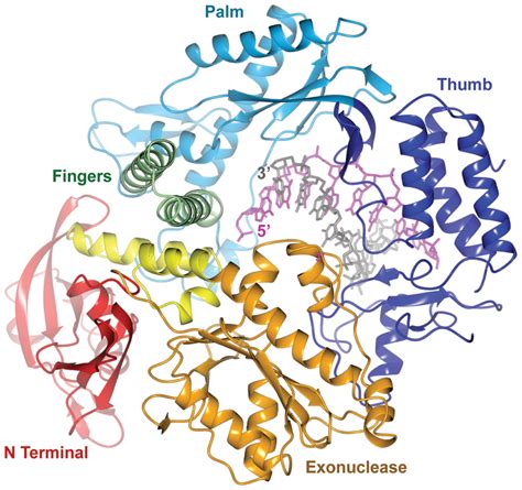 Structure Of The Pfu E10 Dna Binary Complex Cartoon Representation Of