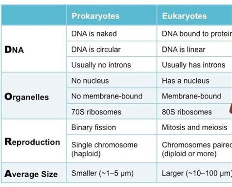 Prokaryotic Vs Eukaryotic Cells Medizzy