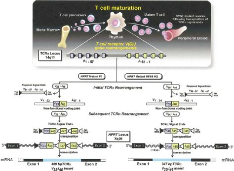 In Vivo Tcr Events During Maturation Of T Cell Clones F1 And Mfs6 M2