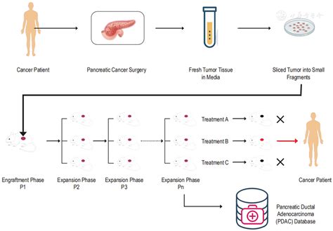 Generation And Application Of Patient Derived Xenograft Models In
