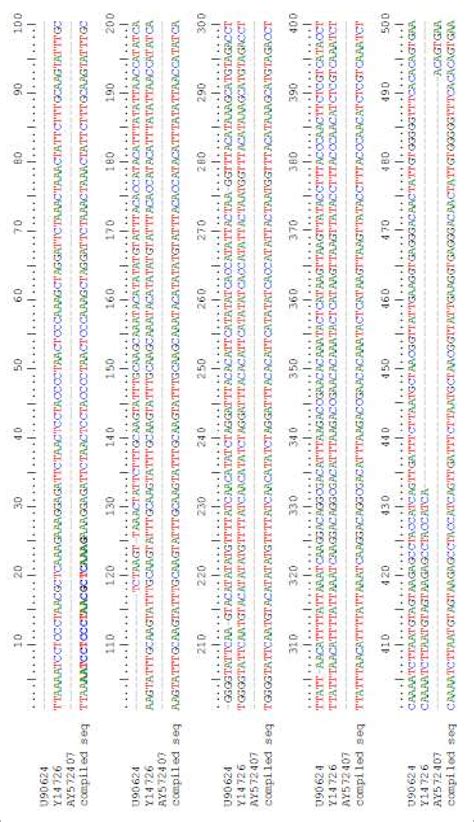 Alignment Fragment Of Nucleotide Sequences Available In Genbank Using