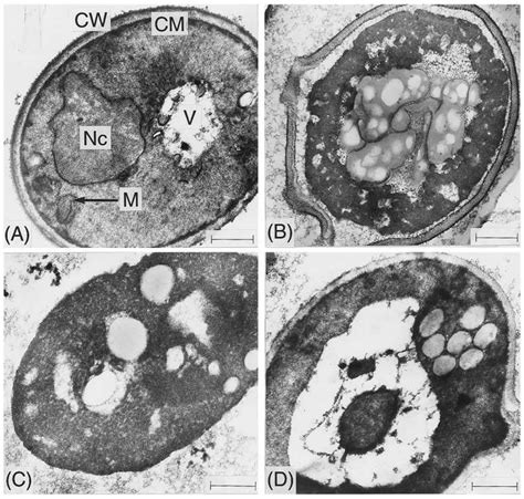 Vegetative Cell