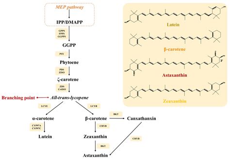 Marine Drugs Free Full Text Carotenoid Production From Microalgae