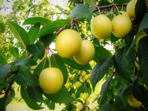 Yellow Plum Tree