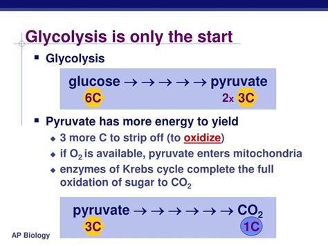 Ppt Cellular Respiration Stage 2 And 3 Oxidation Of Pyruvate Krebs