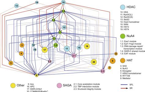 The Derived Complex To Complex Genetic Interaction Network For Hats And