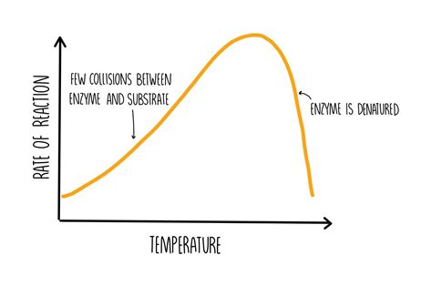 Enzymes A Level — The Science Sauce