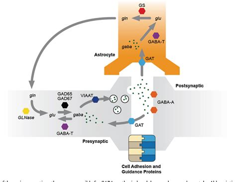 Figure 1 From Gaba System Dysfunction In Autism And Related Disorders