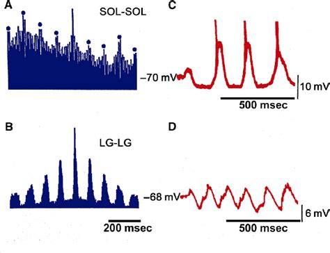 Autocorrelation Analysis In Lg And Sol Eng And Intracellular Recording