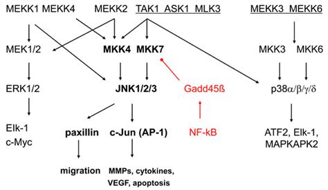 C Jun N Terminal Kinase In Inflammation And Rheumatic Diseases