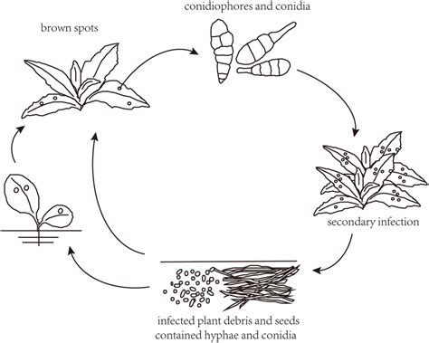 Saprophytic Life Cycle Of Alternaria Invading Its Host Plants Bc6