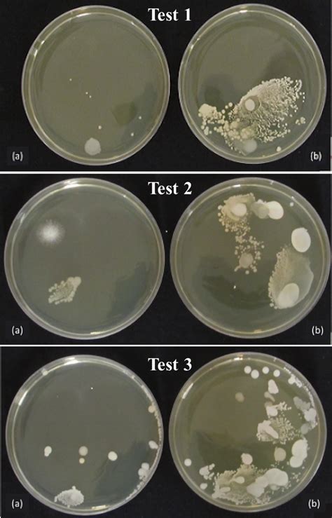 A B Agar Disk Diffusion Assay For E Coli With Silver Nanoparticles