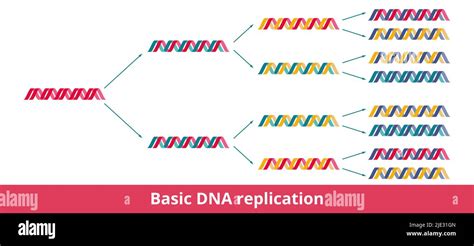 Semiconservative Replication