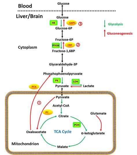 Gluconeogenesis Definition Pathway Cycle Diagram