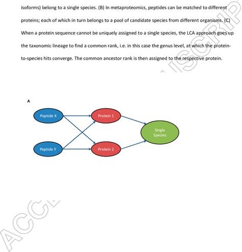 schema illustrating protein inference and lowest common
